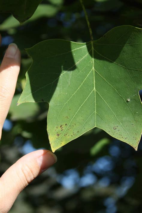 How To Create A Field Sketchbook