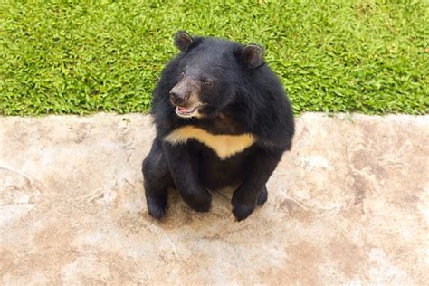 Il Traffico Illecito Di Animali Selvatici Cresce Tra Il 5 E Il 7 Allanno