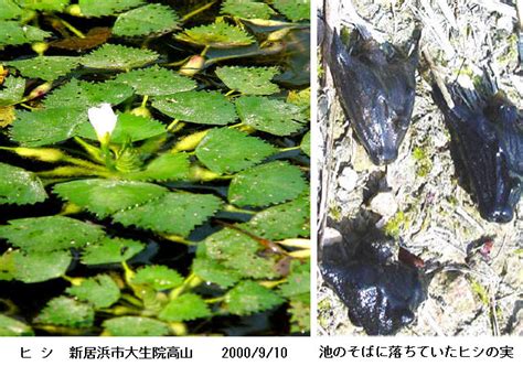 知恵の輪 愛媛の植物図鑑ヒシ