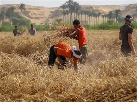لمزارعي القمح كيف تحقق محصول عالي الجودة وخالي من الأمراض مصراوى