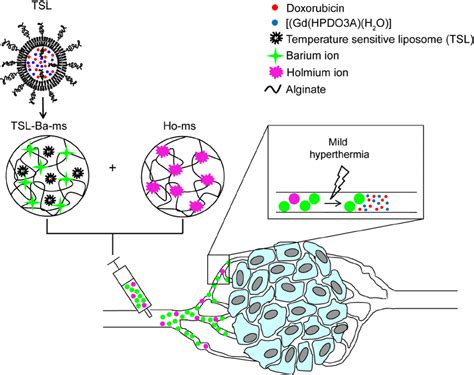 Schematic Representation Of Temperature Sensitive Liposomes Tsl