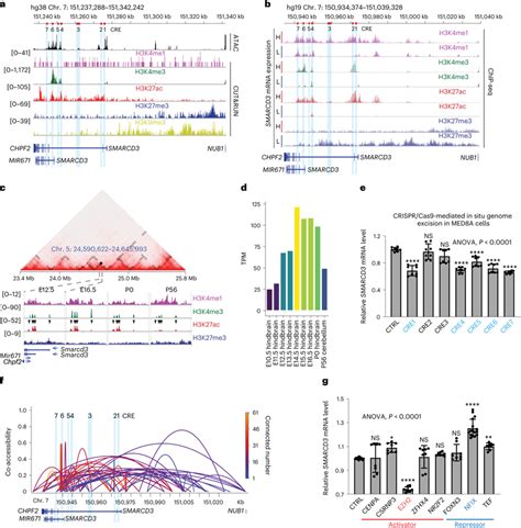 Tf Mediated Chromatin Hubs Control Smarcd3 Transcriptional Activation