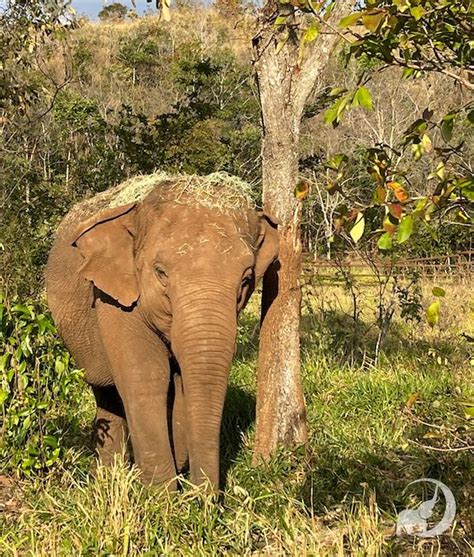 Elefact Friday Obesity In Elephants