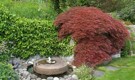 Weeping Japanese Maple Garden