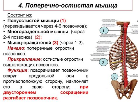 Морфофункциональная характеристика скелета и аппарата движения туловища Мышцы спины