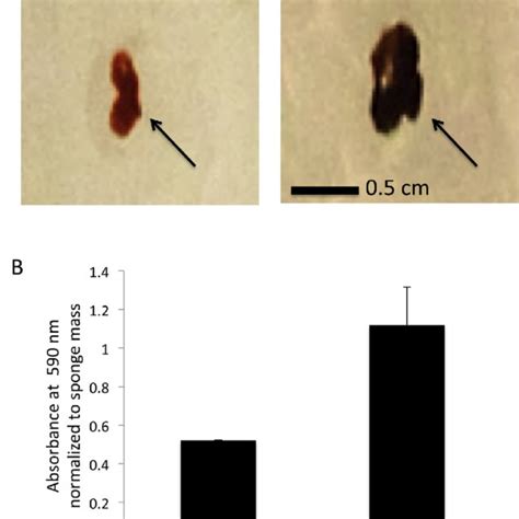 Visual Analysis Of Sponge Cells A Freshly Thawed Viable Sponge Cells