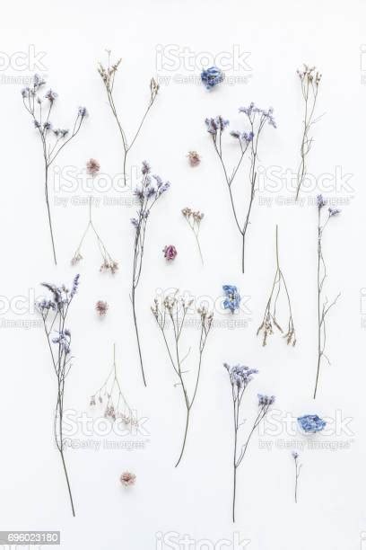 흰색 배경에 말린된 꽃 패턴에 의하여 이루어져 있다 평면 배치 편평한에 대한 스톡 사진 및 기타 이미지 편평한 꽃 식물