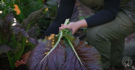 Continuous Harvesting Made Easy Cut And Come Again Method Growing In The Garden
