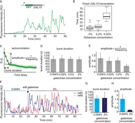 Galactose Signaling Regulates Transcription Levels By Modulating Burst
