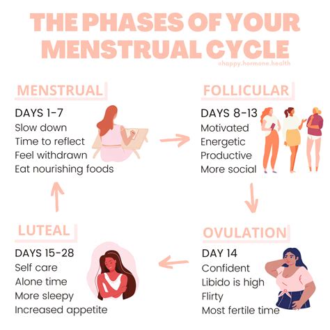 The Phases Of Your Menstrual Cycle Menstrual Cycle Fertility