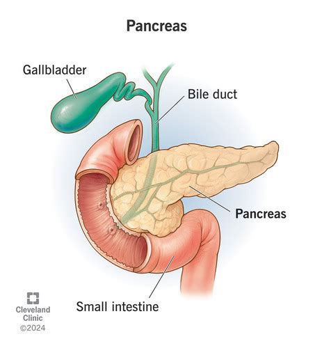 Endocrine Pancreas Flashcards Quizlet