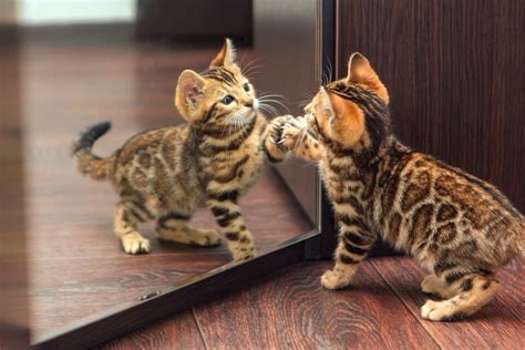How Much Does A Bengal Cat Cost 2026 Price Guide