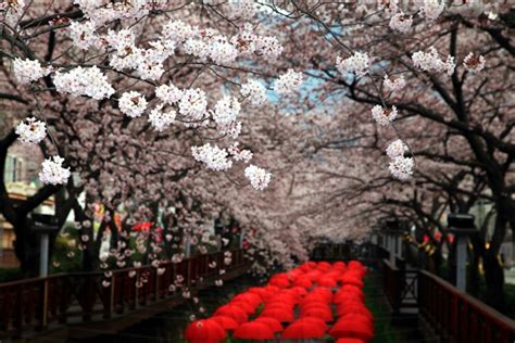 창원시 진해구 여좌천의 벚꽃 오마이포토