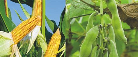 USDA Estimates For Corn Soybean And Wheat Benison Media