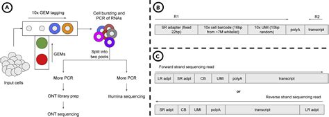 Fast And Accurate Matching Of Cellular Barcodes Across Short Reads And