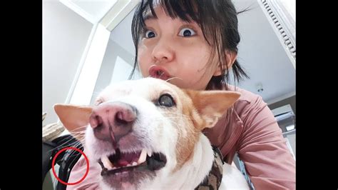 Anjing Jilatin Paha Cewek Sampe Puas Kelakuan Jahil Anjing Youtube