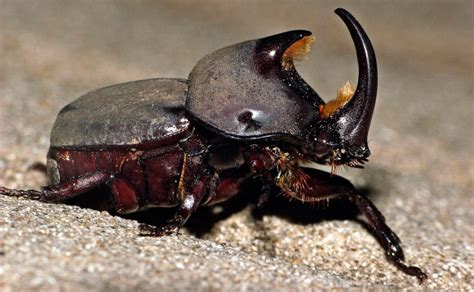 Los animales más fuertes del mundo