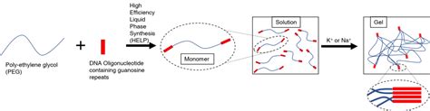 Oligonucleotide Synthesis Rivera Lab At Upr