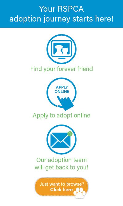Adopt A Pet Rescue Pets Rspca Animals Rspca Queensland