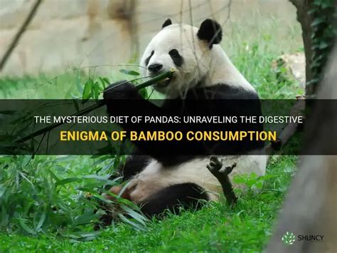 The Mysterious Diet Of Pandas Unraveling The Digestive Enigma Of