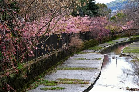 淀水路の河津桜 tamstudioのブログ