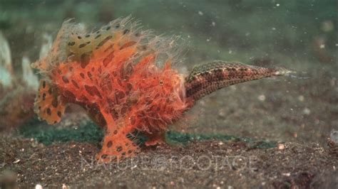Frogfish Eating A Fish