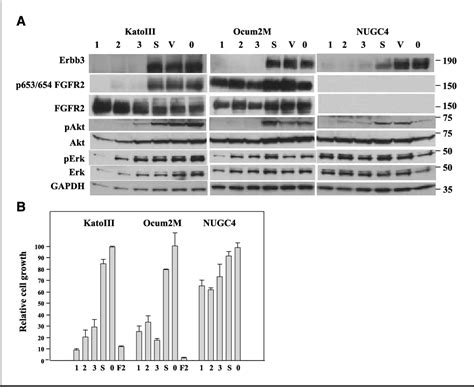 Figure 6 From FGFR 2 Amplified Gastric Cancer Cell Lines Require FGFR 2