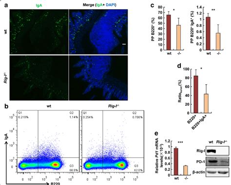 Iga Was Decreased In Rig I −− Intestines A Iga Staining Of Intestinal