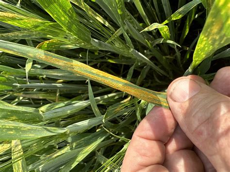 identifying and managing stripe rust in winter wheat realagriculture