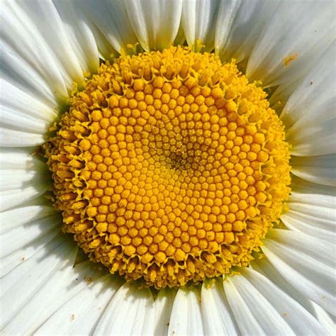 Discover The Beauty Of Fibonacci Spirals In A Daisy