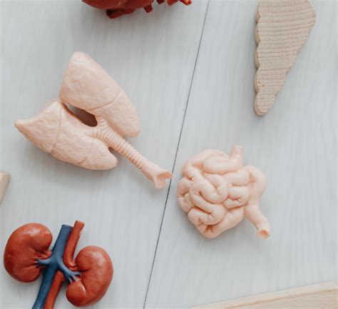 나트륨의 위험성과 배출 방법 알아보자 빵공장의 일상 정보