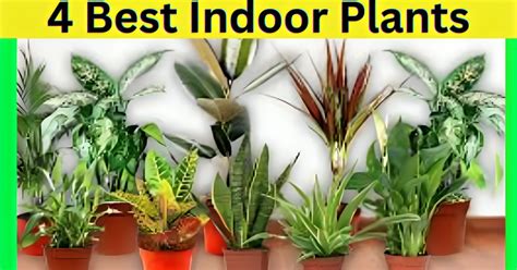 4 Best Indoor Plant ৪ টি সেরা ইনডোর প্লান্ট Siraj Tech