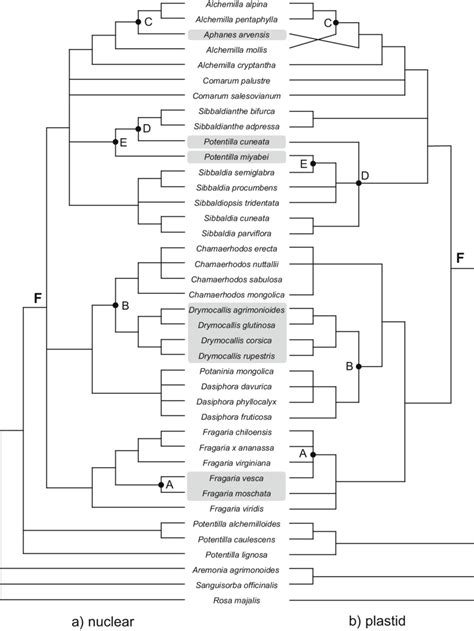 A Majority Rule Consensus Tree 95 From Bayesian Analysis Of Download Scientific Diagram