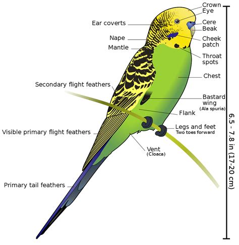 The Anatomy Of A Male Budgerigar Parakeet Care Budgie Parakeet Budgies Bird Cockatiel