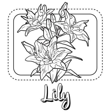 Stargazer Lily Coloring Pages 2025 Stargazer Lily Coloring Pages 2025