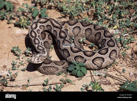 Russells Viper Hi Res Stock Photography And Images Alamy
