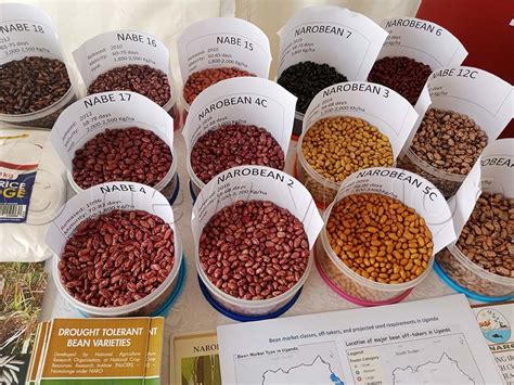 Agric And Environment Naro Licenses 10 Companies For Seed Mu