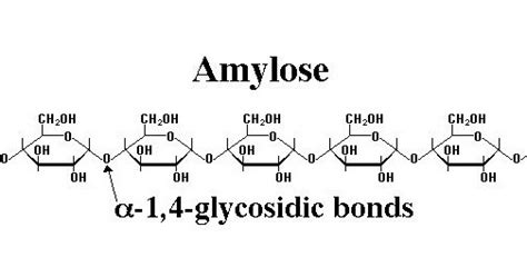 Difference Between Amylose And Amylopectin VIVA DIFFERENCES