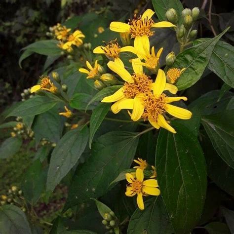 Jalacate Calea Urticifolia Plant Care And How To Grow Water