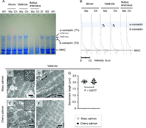 Molecular Weights Of The Connectin Isoforms And Sarcomere Lengths In Download Scientific