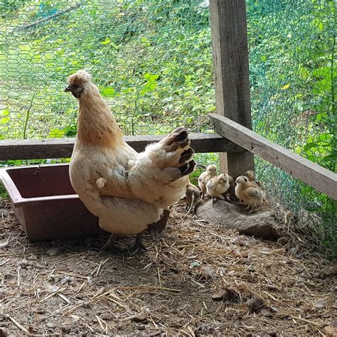 강종숙 자연부화 청계닭 병아리 모성 길벗자연농원 충주길벗한방꽃차교육원 암닭이 알을 17개를