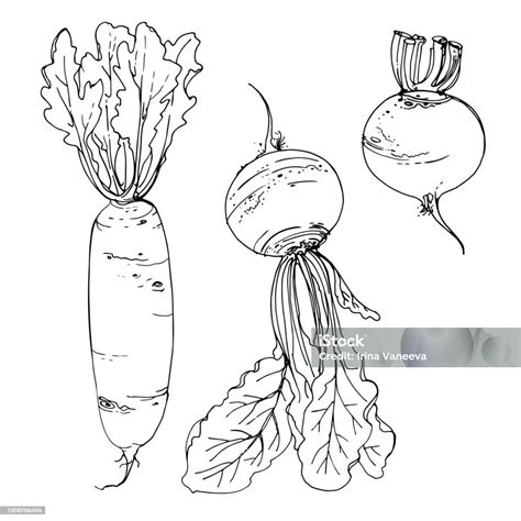 다이콘 무 흰 배경에 선으로 그려진 사탕무 음식의 스케치 벡터 드로잉 무에 대한 스톡 벡터 아트 및 기타 이미지 무 검은색 그리기 Istock