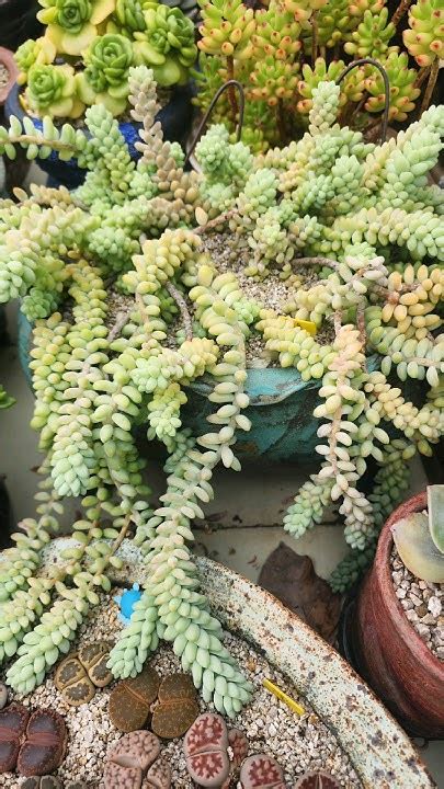 착한마녀의 다육이야기 다육이 다육이분갈이 다육농원 다육이종류 다육이판매 Youtube