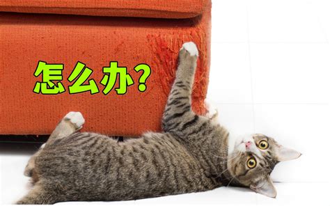 猫抓沙发怎么办 萌宠指南 萌宠指南 哔哩哔哩视频