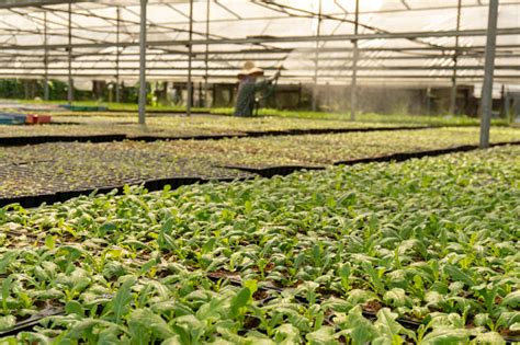 유기농 농지의 채소 농장 온실 그늘 아래 보육원의 다채로운 플라스틱 바구니에 갈색 토양에 퍼지는 젊은 녹색과 붉은 오크 잎