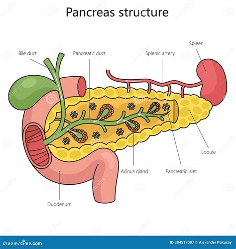 Pancreas Structure Diagram Medical Science Cartoon Vector