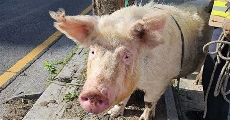 도살장 끌려가다 도로에 떨어진 돼지 다시 도살장행