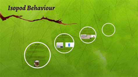 Isopod Behavior By Nathan Loo On Prezi