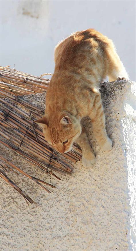 Do Cats Always Land On Their Feet The Happy Cat Site