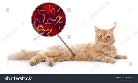 Tapeworm Eggs In Cats